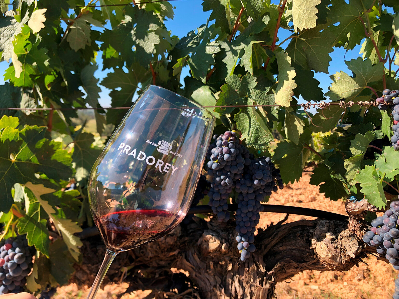 Bodega Ribera Del Duero | PRADOREY